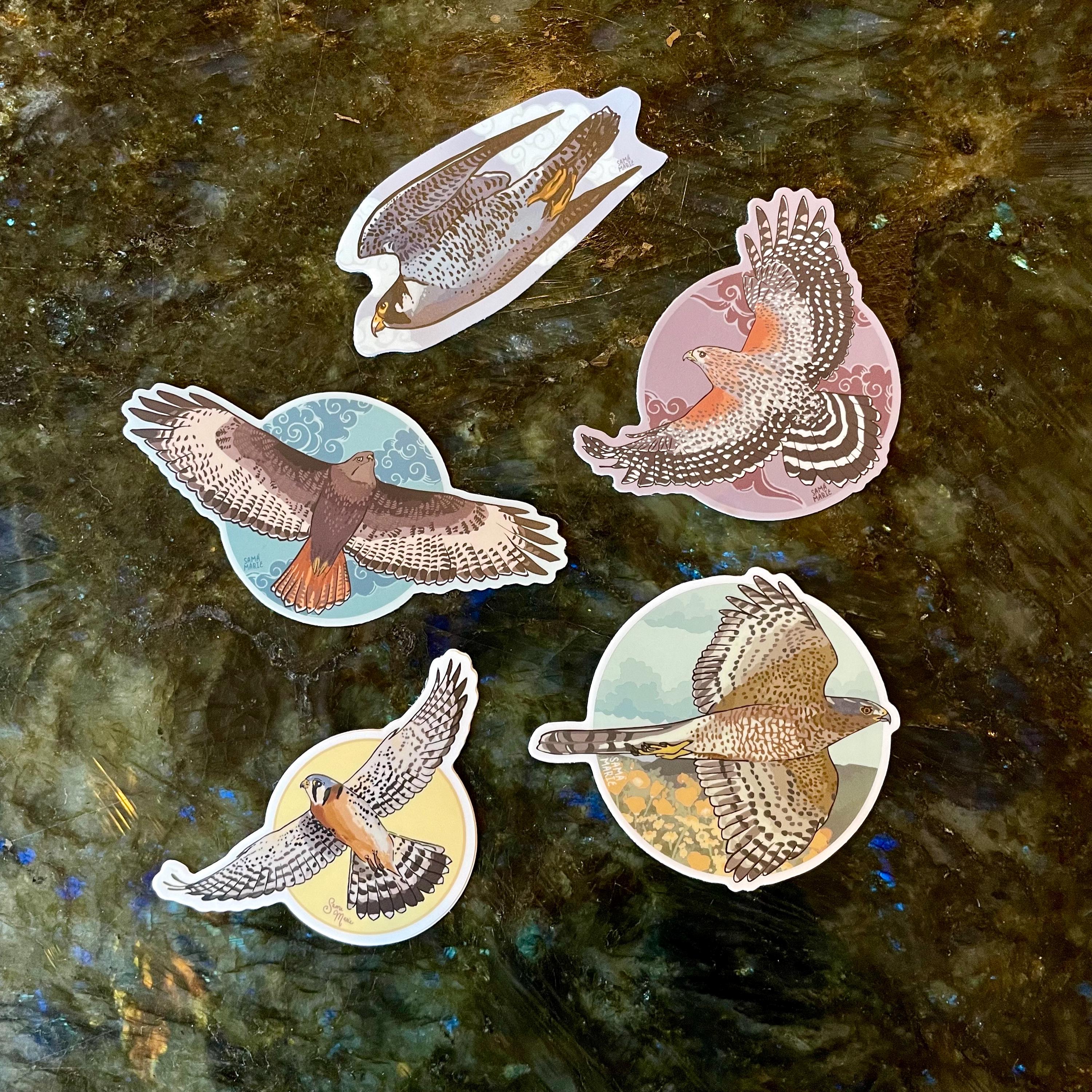 California Raptors Stickers / American Kestrel / Red Tailed Hawk ...