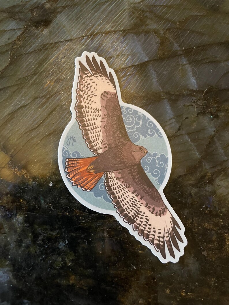 California Raptors Stickers / American Kestrel / Red Tailed Hawk ...