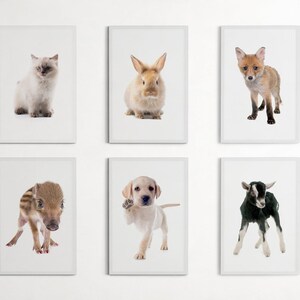 Baby Animals Print Full Set | Printable Nursery Wall Art Decor | Kids ...