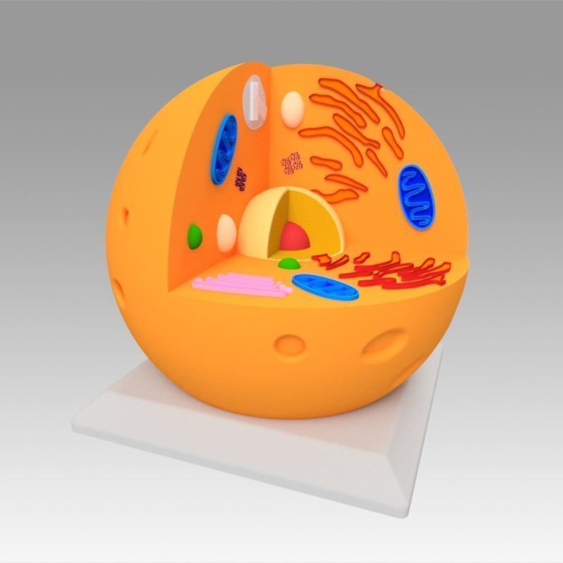 Animal cell digital model for 3d print | Etsy