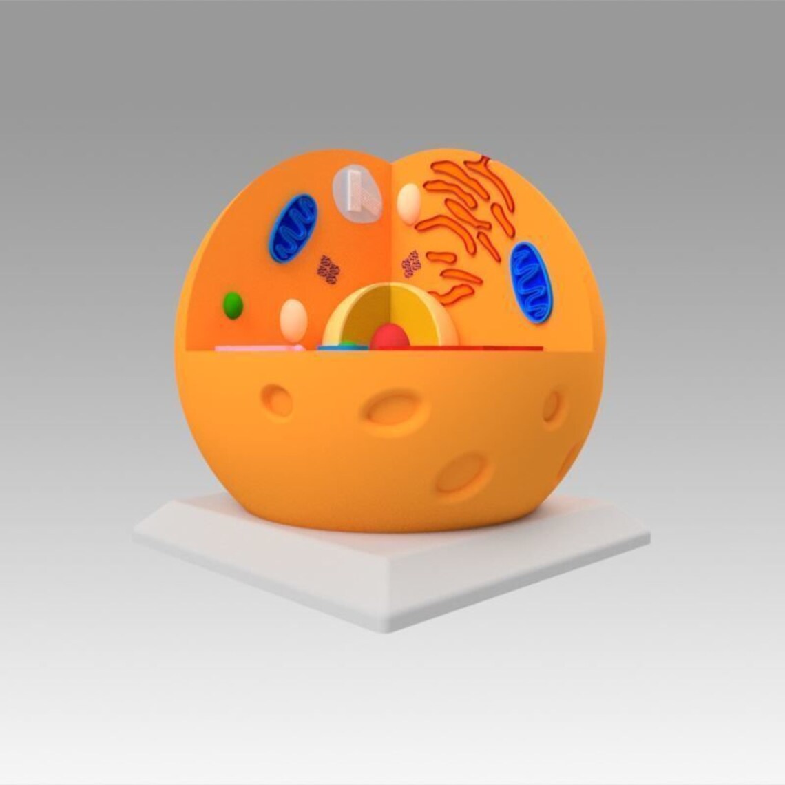 Animal cell digital model for 3d print | Etsy