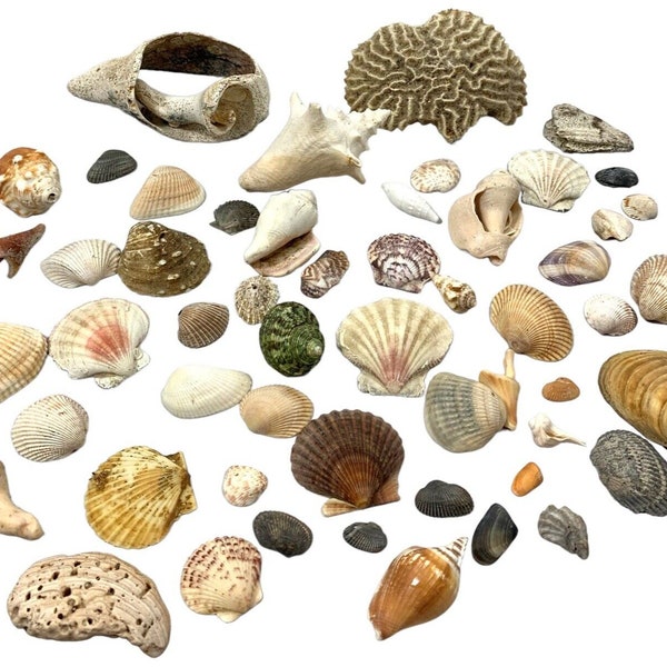 Seashell Crafts - Etsy