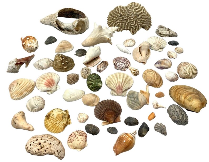 Seashell Lot for Crafts Nautical Decor Aquarium Collecting 40 Shells #6 ...