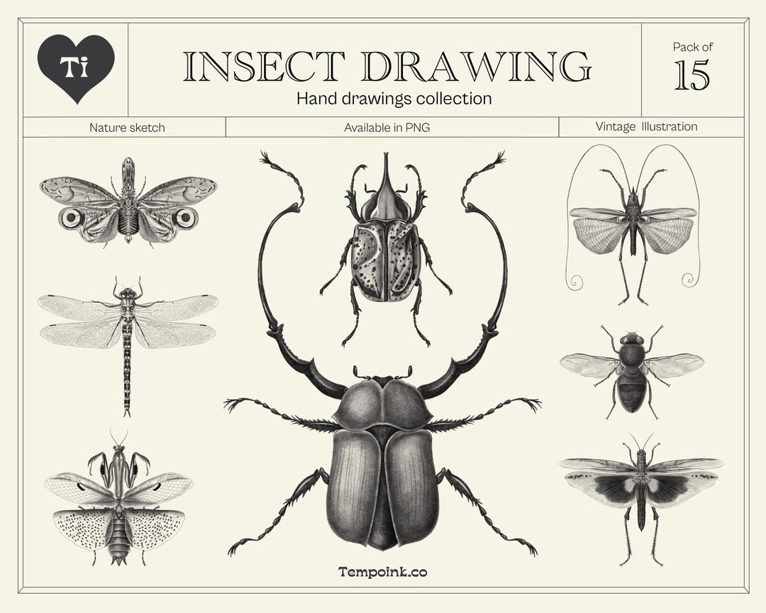 Vintage Insect Illustrations | Entomology Clipart Set (PNG) - Etsy