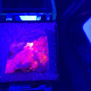 Fluorescent Hackmanite- Glow and Tenebrescence Included UV Light Key ...
