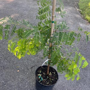 Large Tamarind Tree, Tamarindus Indica in 3 Gallons Pot, Pohon Asem - Etsy