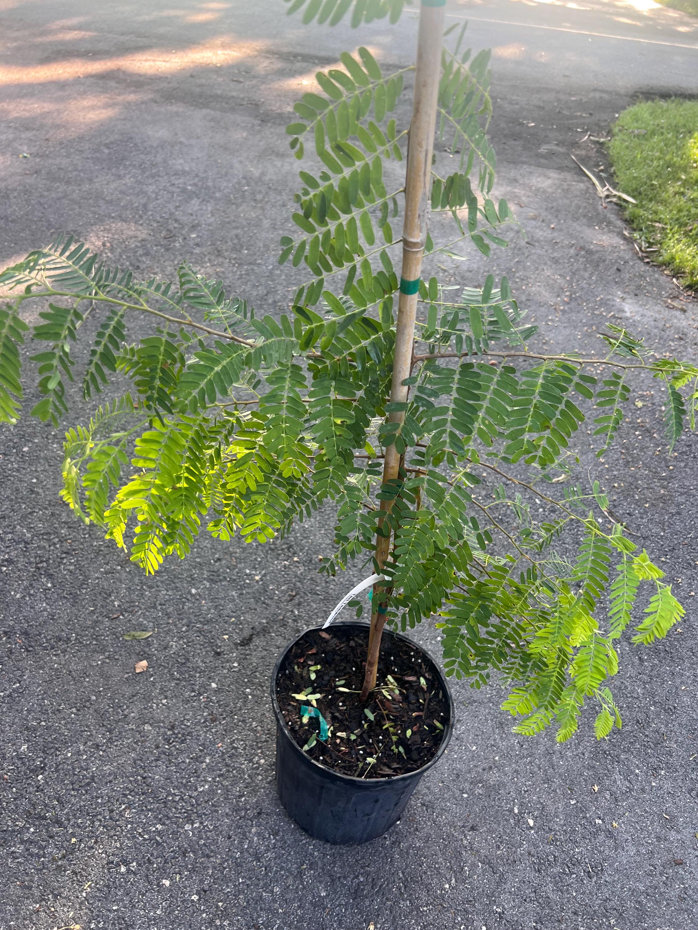 Large Tamarind Tree, Tamarindus Indica in 3 Gallons Pot, Pohon Asem - Etsy
