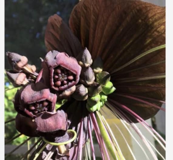 Tacca chantrieri Bat flower in 6 pot | Etsy