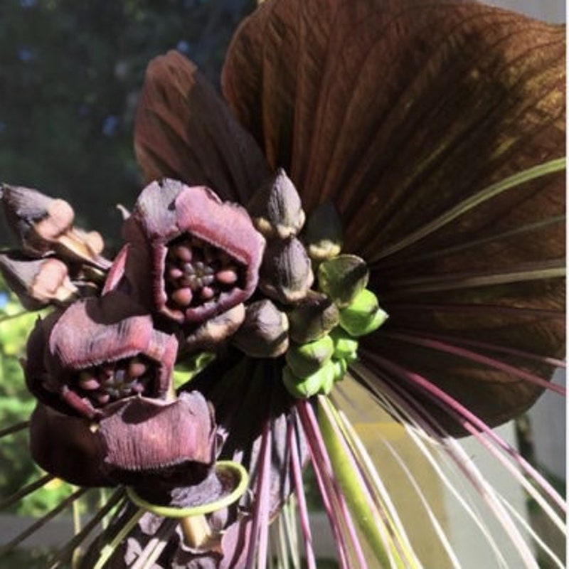 Black Cobra Live Plant - Etsy