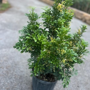 Chinese Perfume Tree, Chinese Rice Flower, in 4", 6" and 10" Pot Aglaia ...