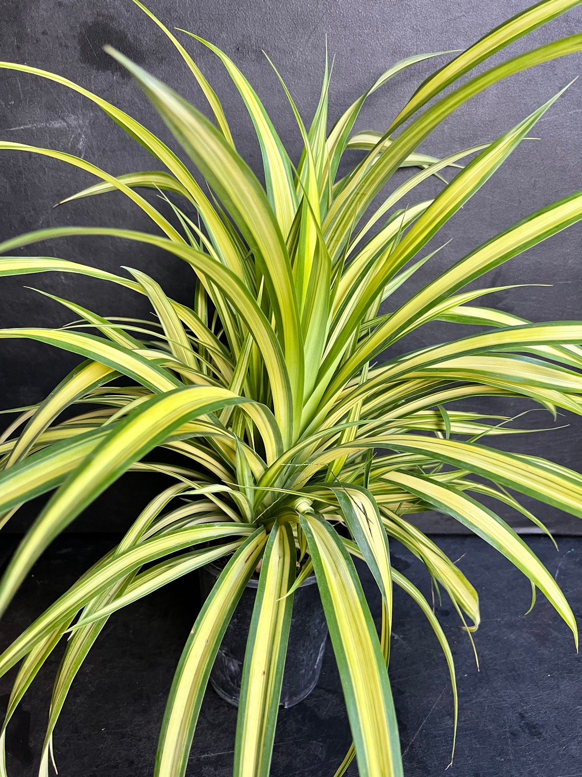 Large Pandanus Baptistii Aureus Variegated Dwarf Pandanus in - Etsy