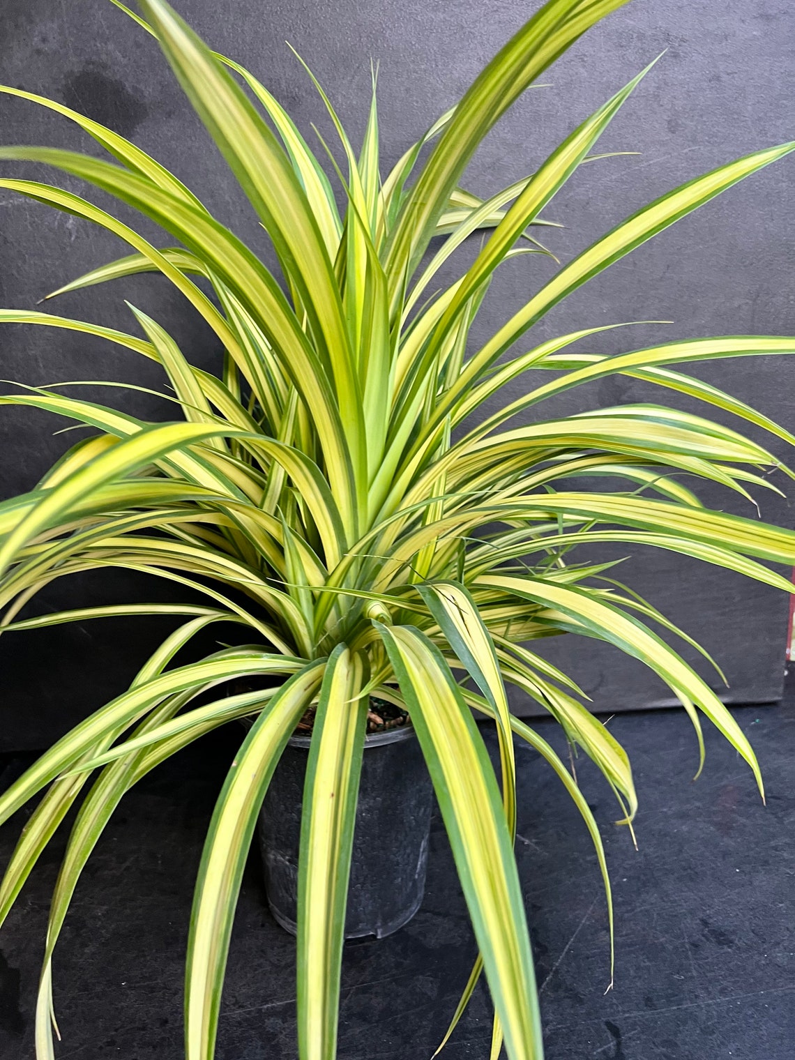 Large Pandanus Baptistii Aureus Variegated Dwarf Pandanus in - Etsy