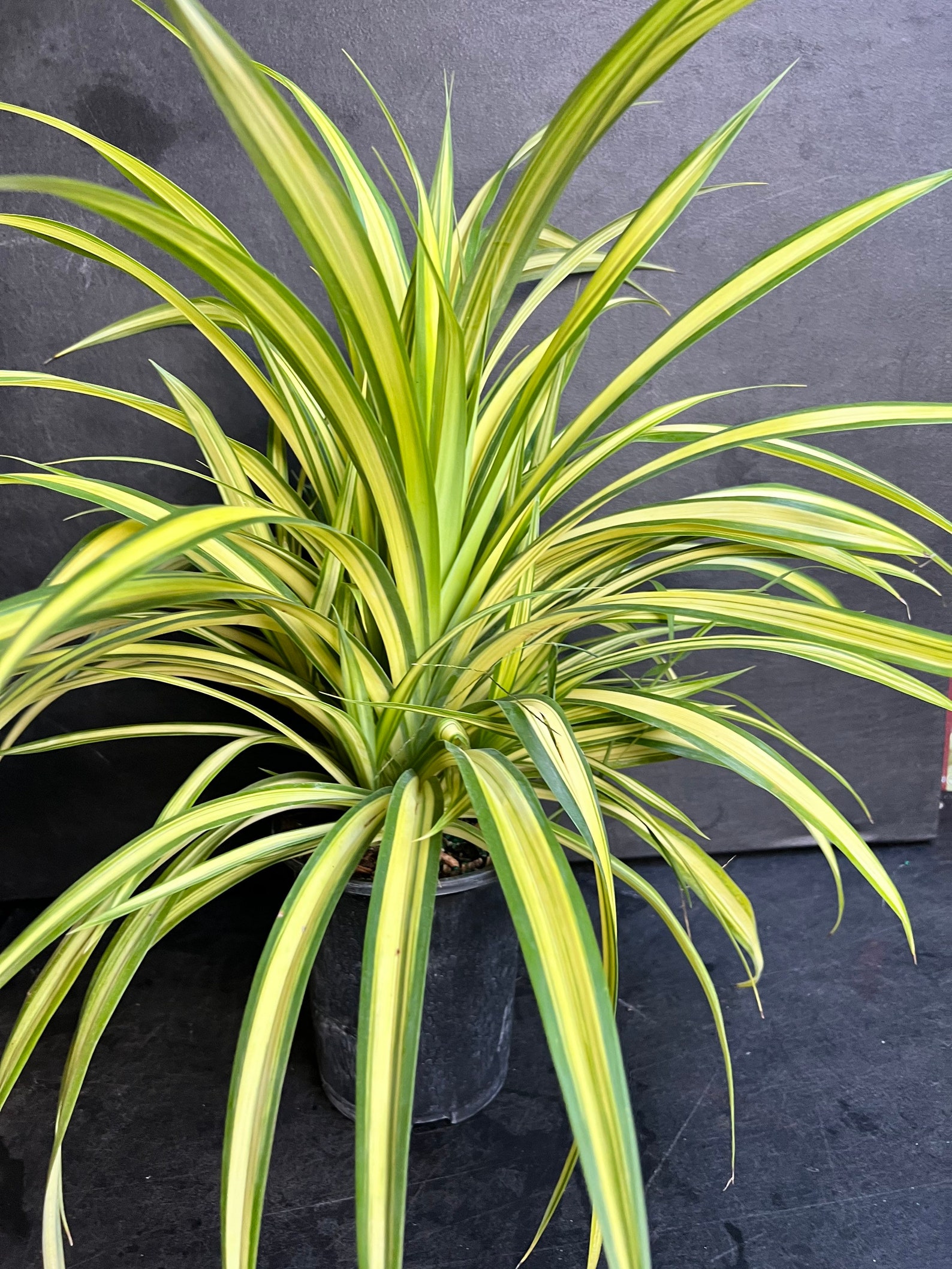 Large Pandanus Baptistii Aureus Variegated Dwarf Pandanus in - Etsy