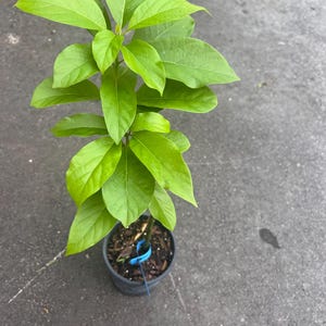 Donnie Avocado Tree , Grafted in 6" Pot - Etsy