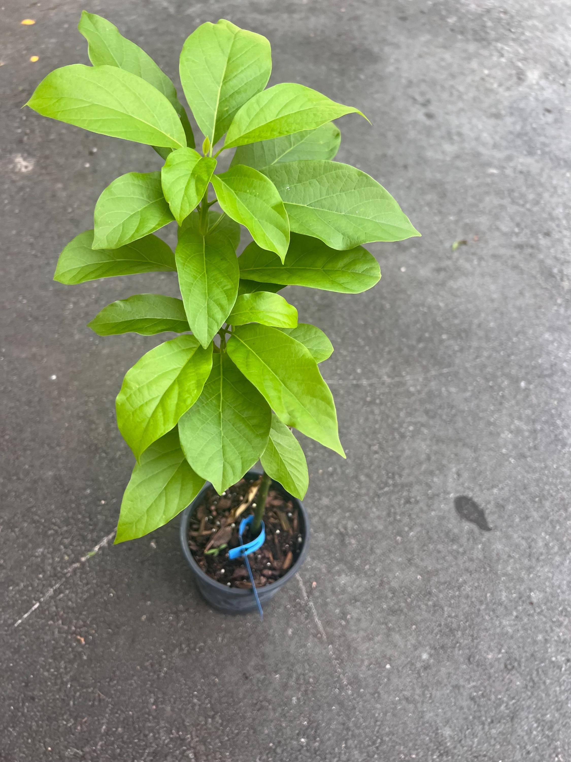 Donnie Avocado Tree , Grafted in 6" Pot - Etsy