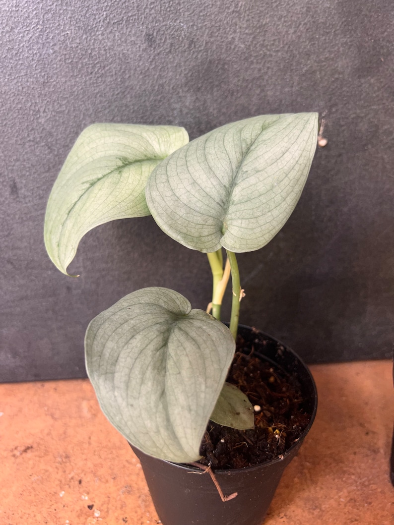 Scindapsus Silver Hero in 4 Pot - Etsy