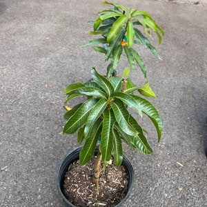 Fruit Punch Mango Tree, Grafted in 3 Gallons Pot, No Ship to HI - Etsy