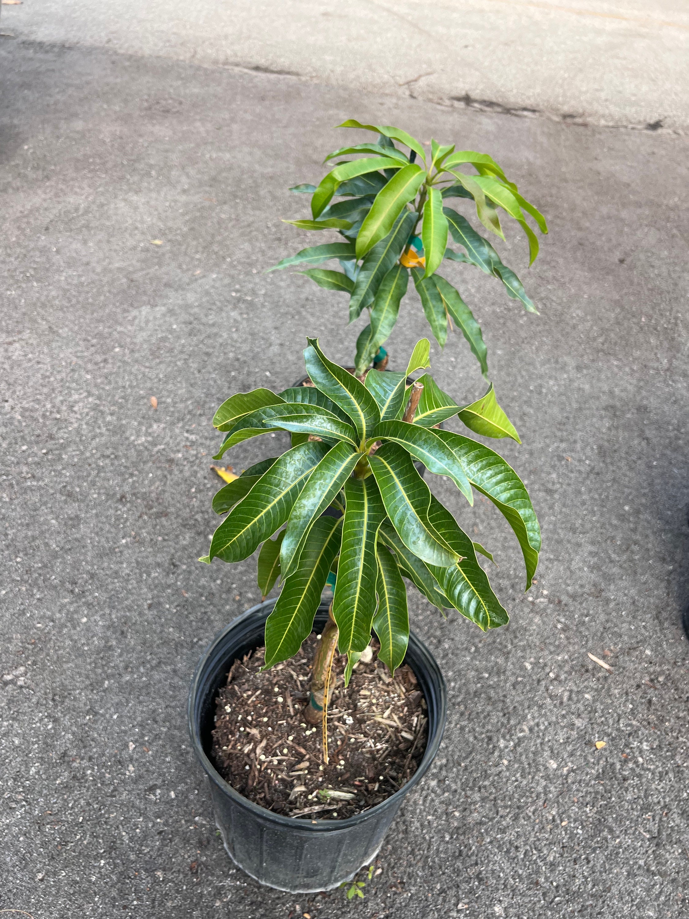 Fruit Punch Mango Tree, Grafted in 3 Gallons Pot, No Ship to HI - Etsy