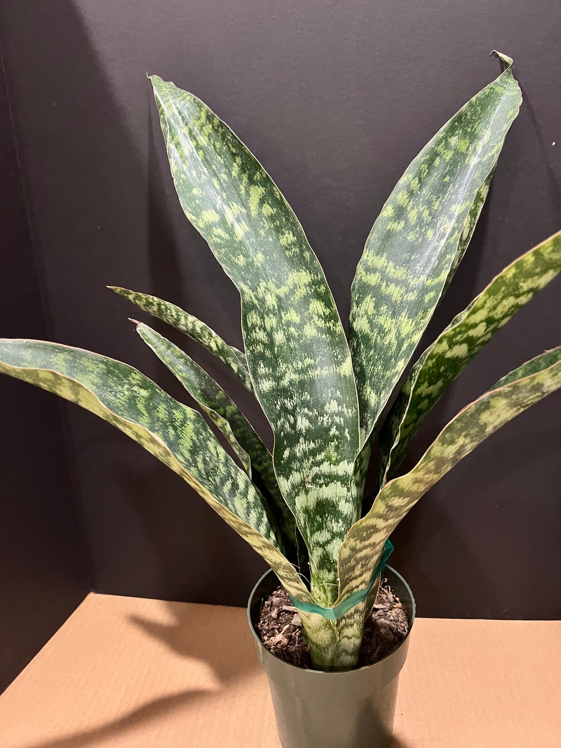 Large Sansevieria Jaboa in 6 Pot King Jaboa - Etsy