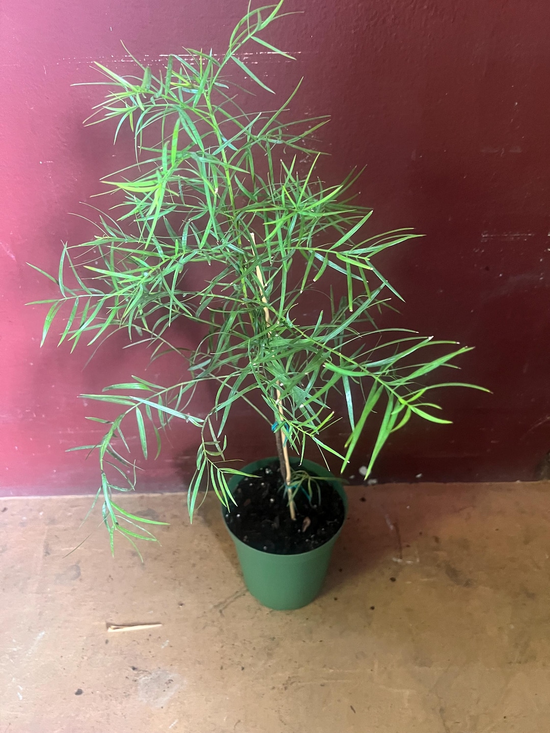 Podocarpus Gracilior in 6" Pot. African Fern Pine" - Etsy