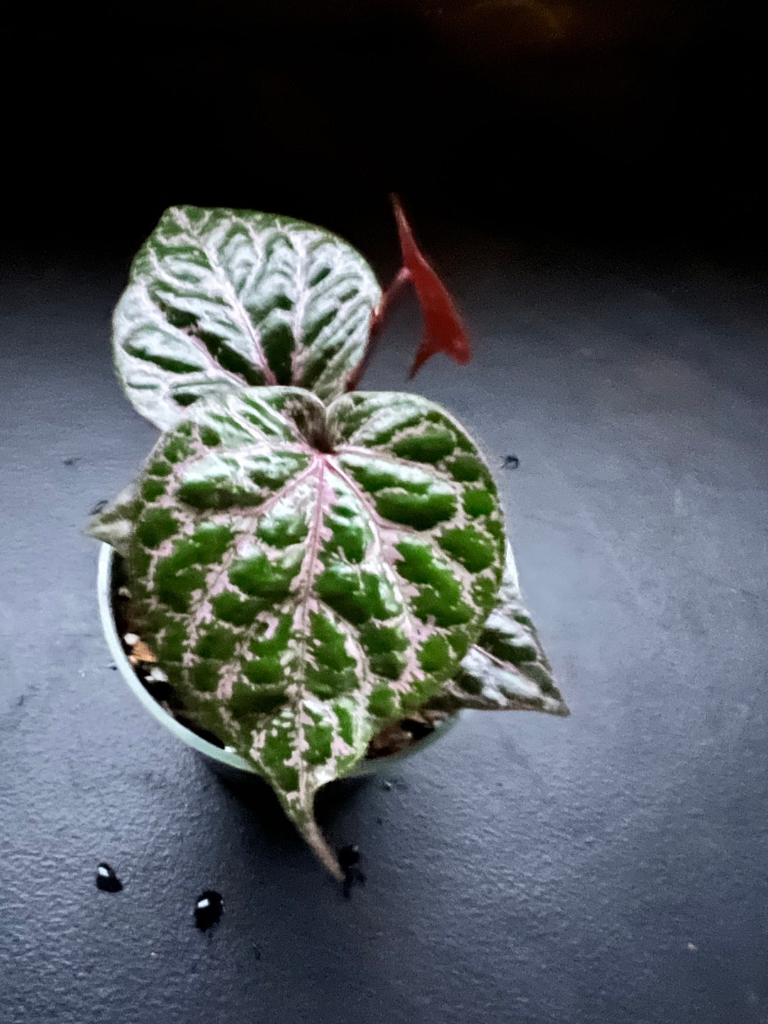 Piper Crocatum in 4 Pot or 6 Pot - Etsy