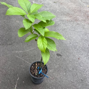 Donnie Avocado Tree , Grafted in 6" Pot - Etsy