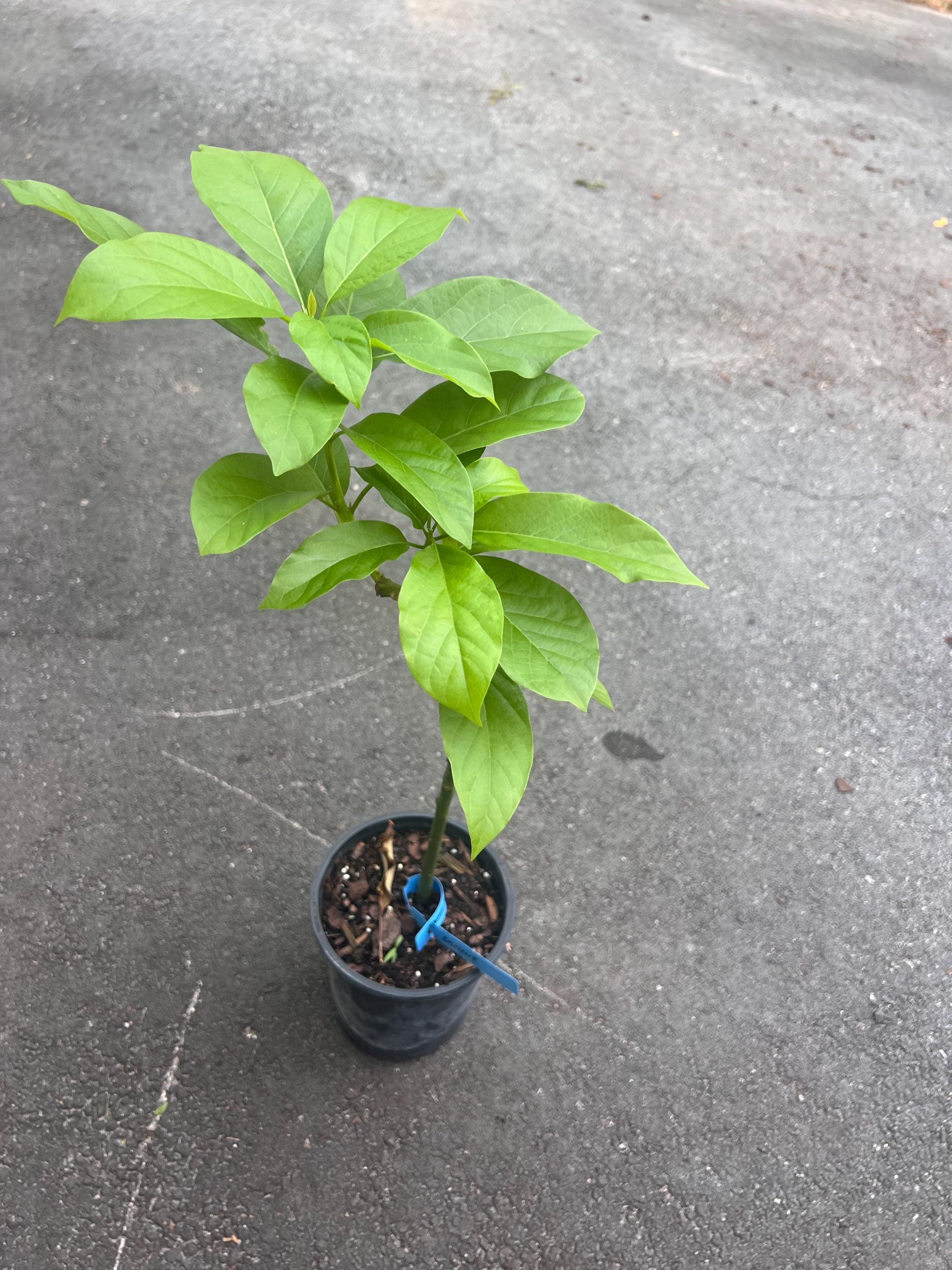 Donnie Avocado Tree , Grafted in 6" Pot - Etsy