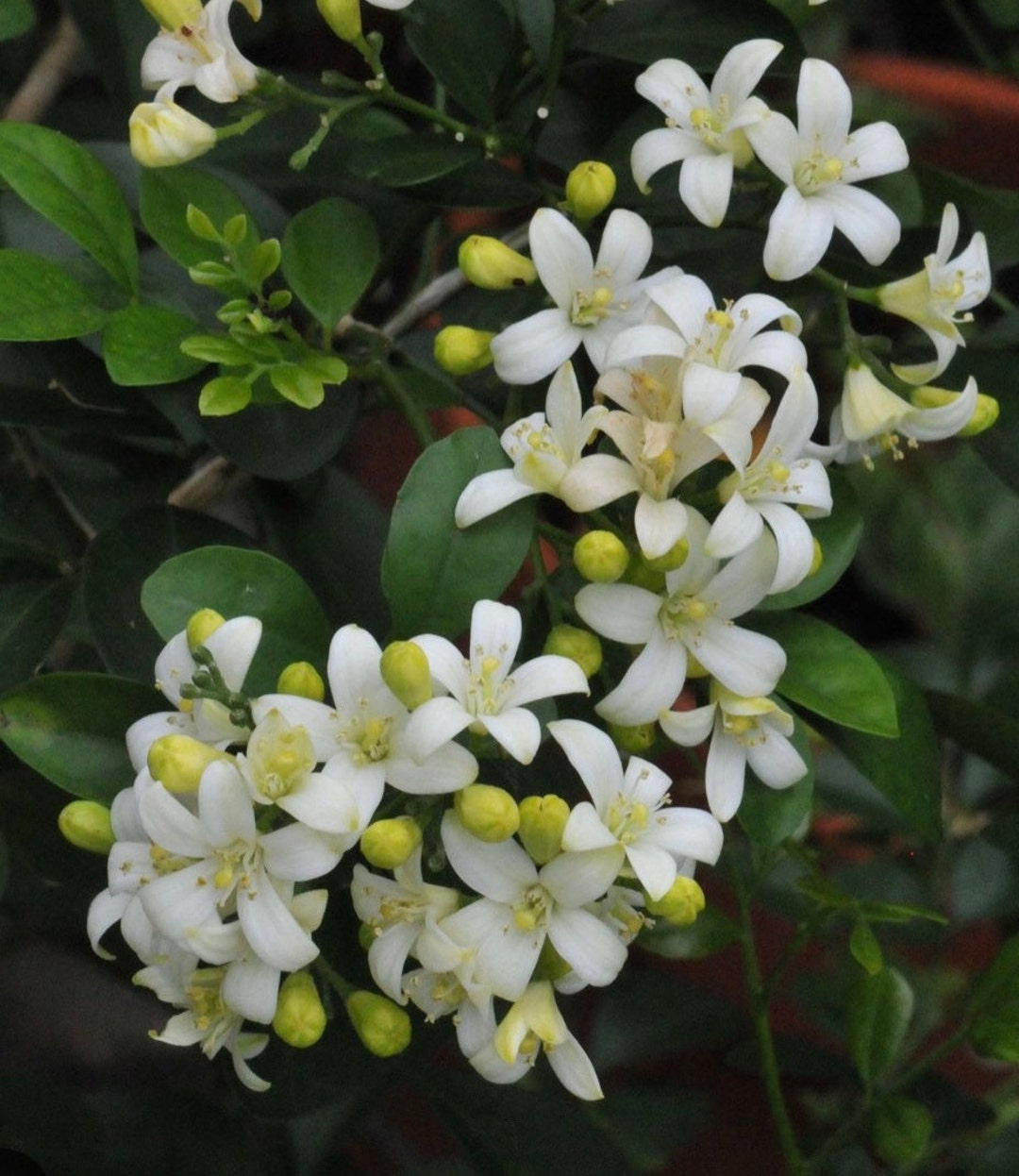 Lake View Jasmine, in 10" Pot, Murraya Paniculata, Orange Jasmine ...