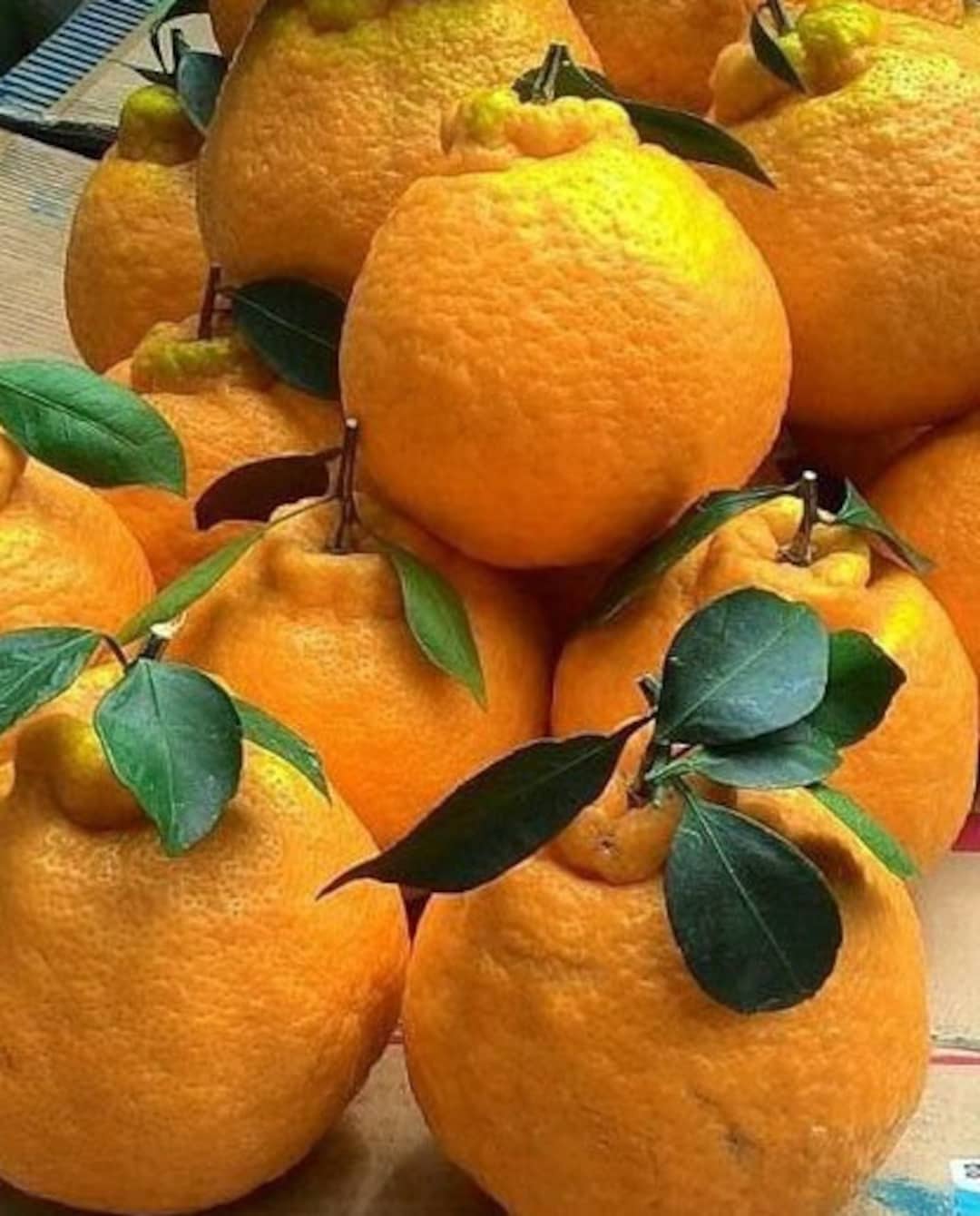 Grafted Shiranui Dekopon Mandarin Orange Tree in Half Gallon Pot ...