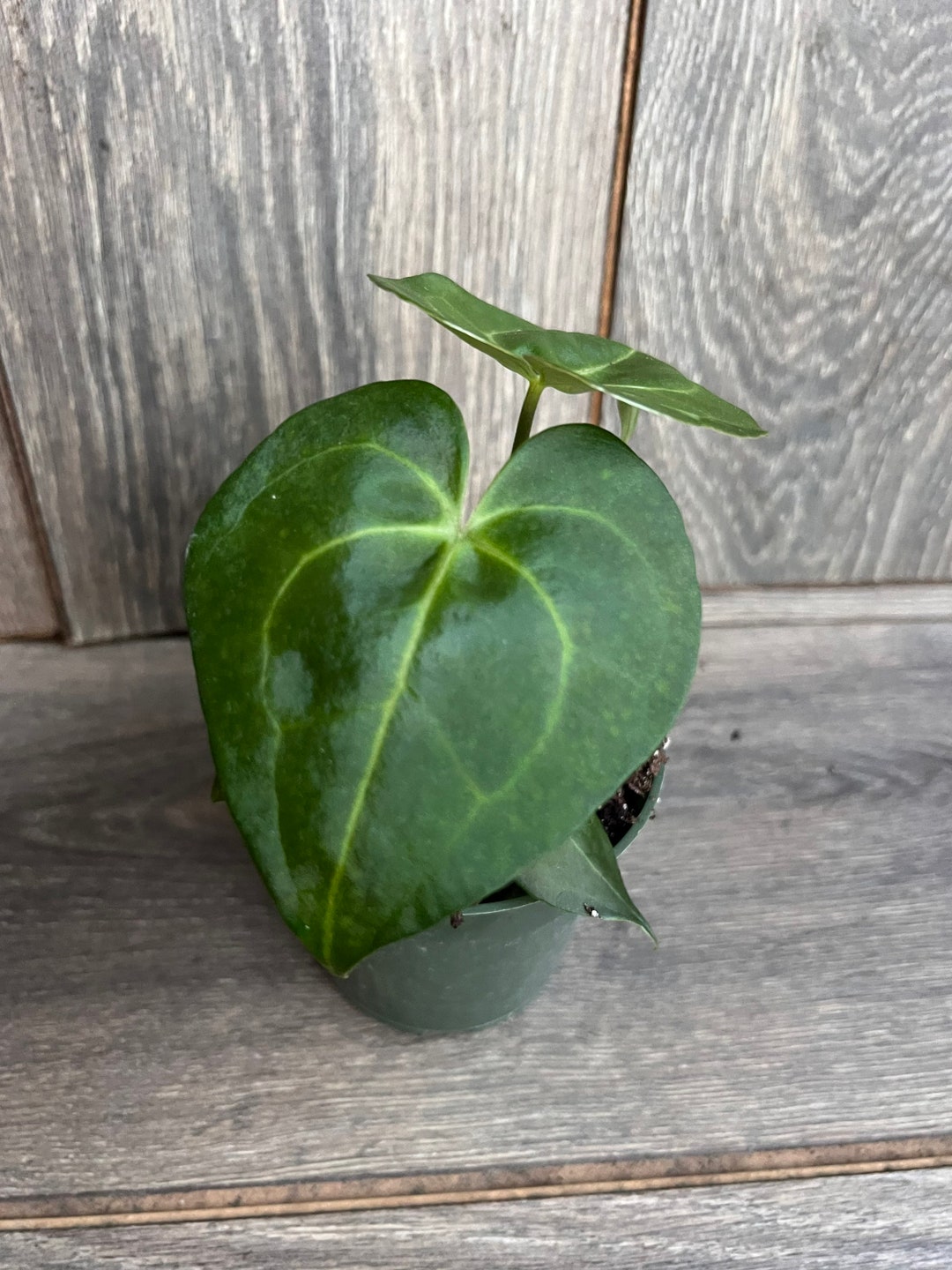 Anthurium Pterodactyl Rare Anthurium Rare Aroids Live - Etsy