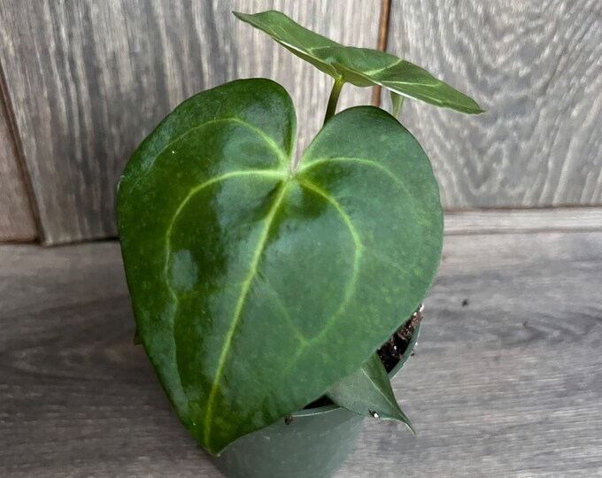 Anthurium Pterodactyl Rare Anthurium Rare Aroids Live Houseplant in 4 ...