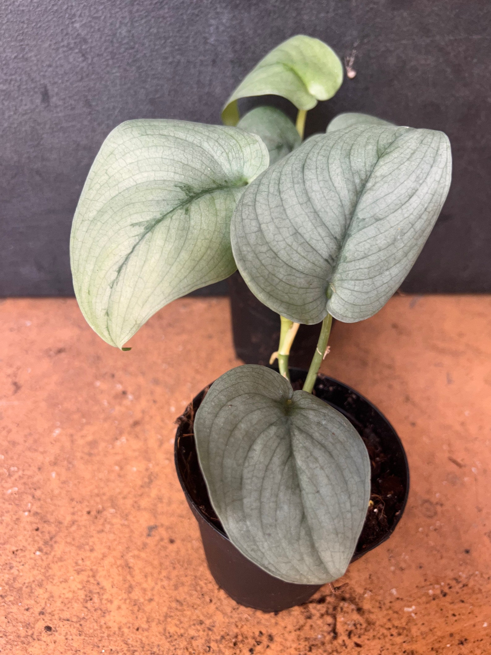 Scindapsus Silver Hero in 4 Pot - Etsy