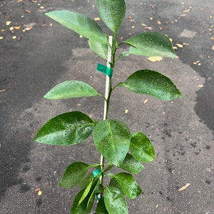 Minneola Tangelo in Half Gallon Pot, Honeybell, Florida Shipping Only ...