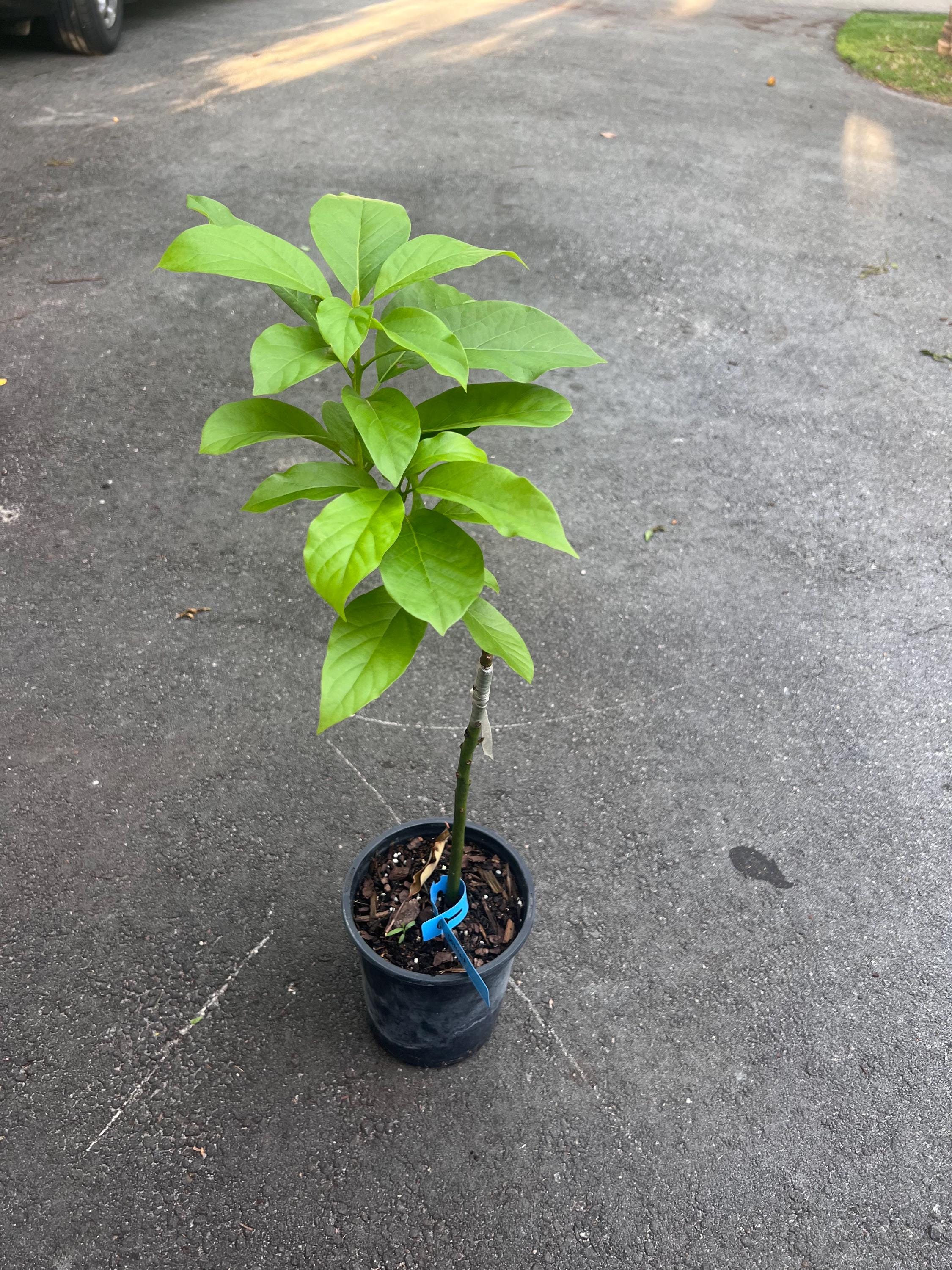 Donnie Avocado Tree , Grafted in 6" Pot - Etsy