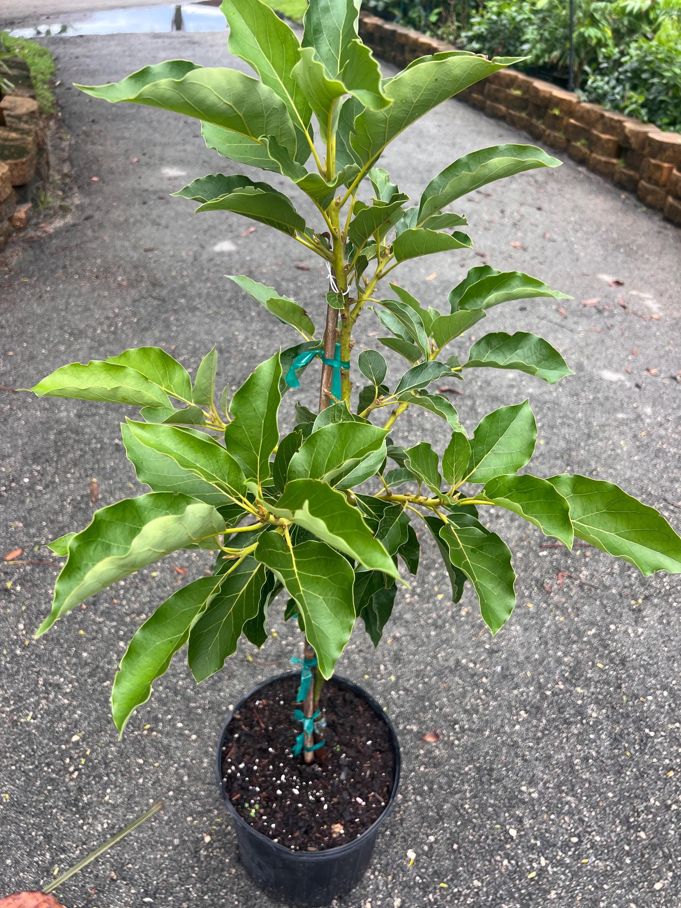 Monroe Avocado Tree , Cold Hardy , Grafted in 3 Gallons Pot, No Ship to ...