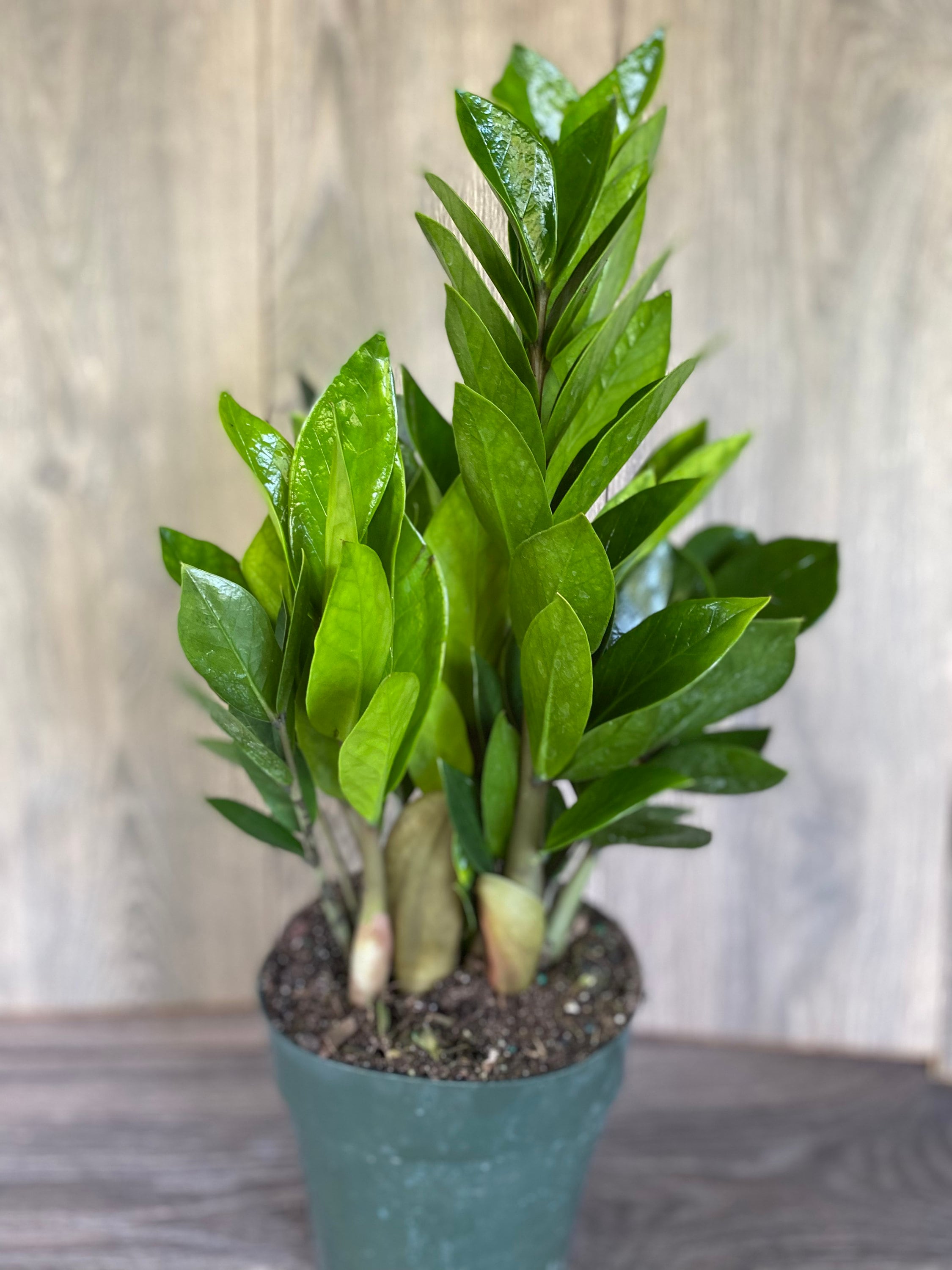Zamioculcas Zamiifolia ZZ Plant In 6 Pot Etsy Zamioculcas Zamiifolia ZZ Plant In 6 Pot Etsy