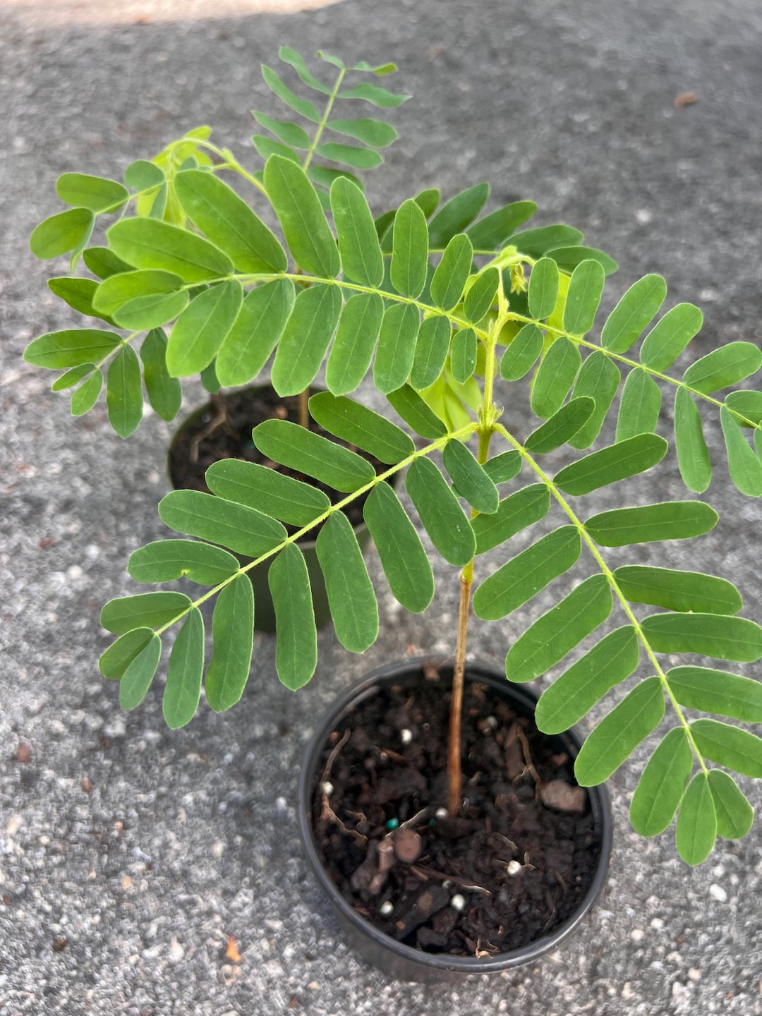 Tamarind Tree, Tamarindus Indica in 4" Pot, Pohon Asem - Etsy