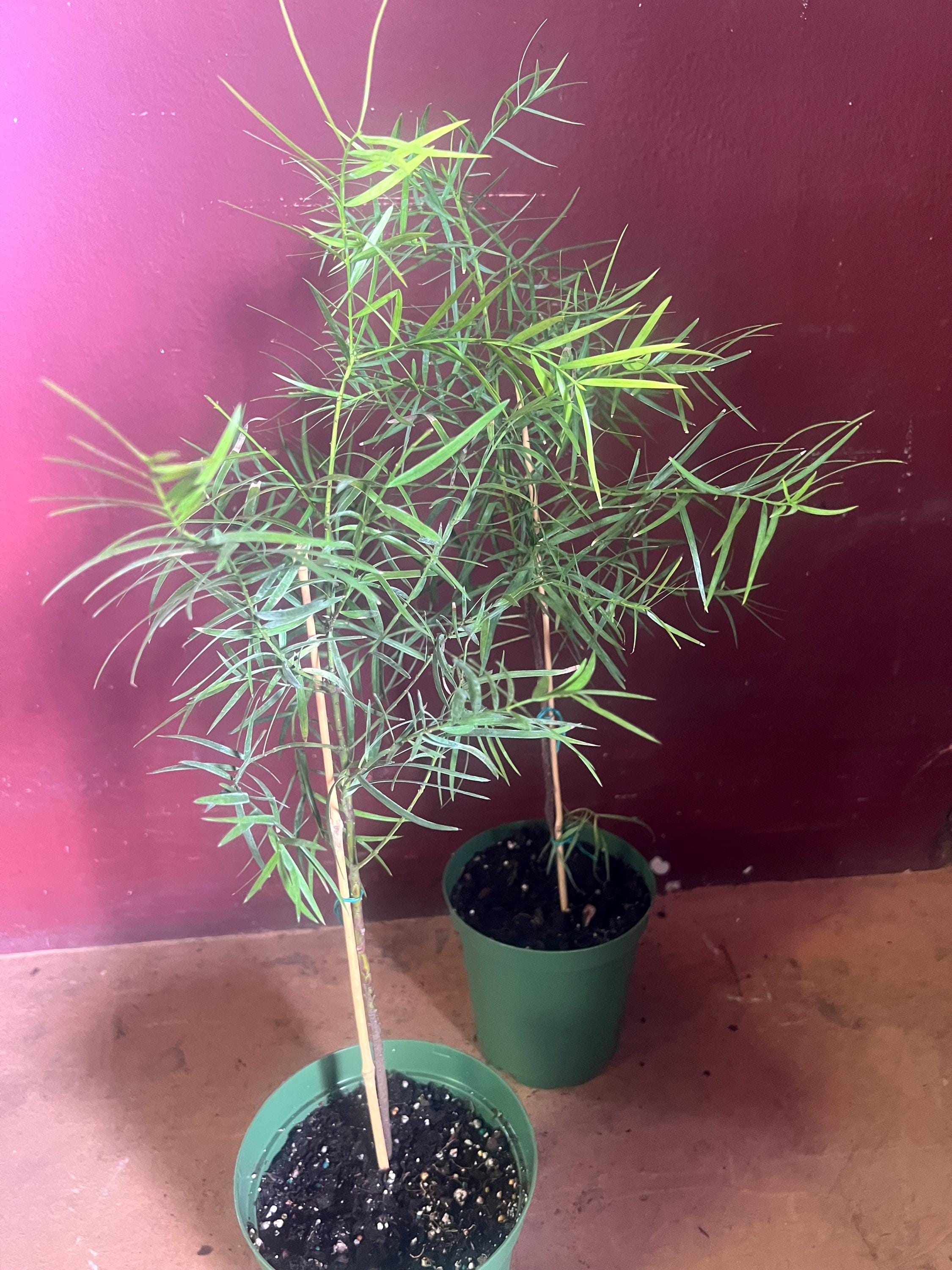 Podocarpus Gracilior in 6" Pot. African Fern Pine" - Etsy