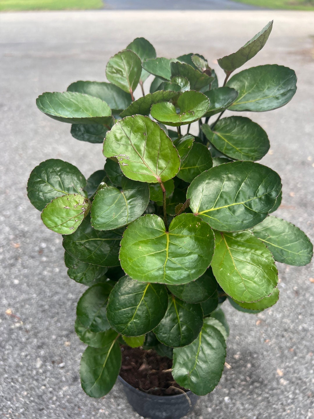 Aralia Fabian Stump 6" Pot - Etsy