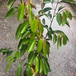 Caimito Purple, Star Apple, Chrysophyllum Caimito Tree in 3 Gallons Pot ...