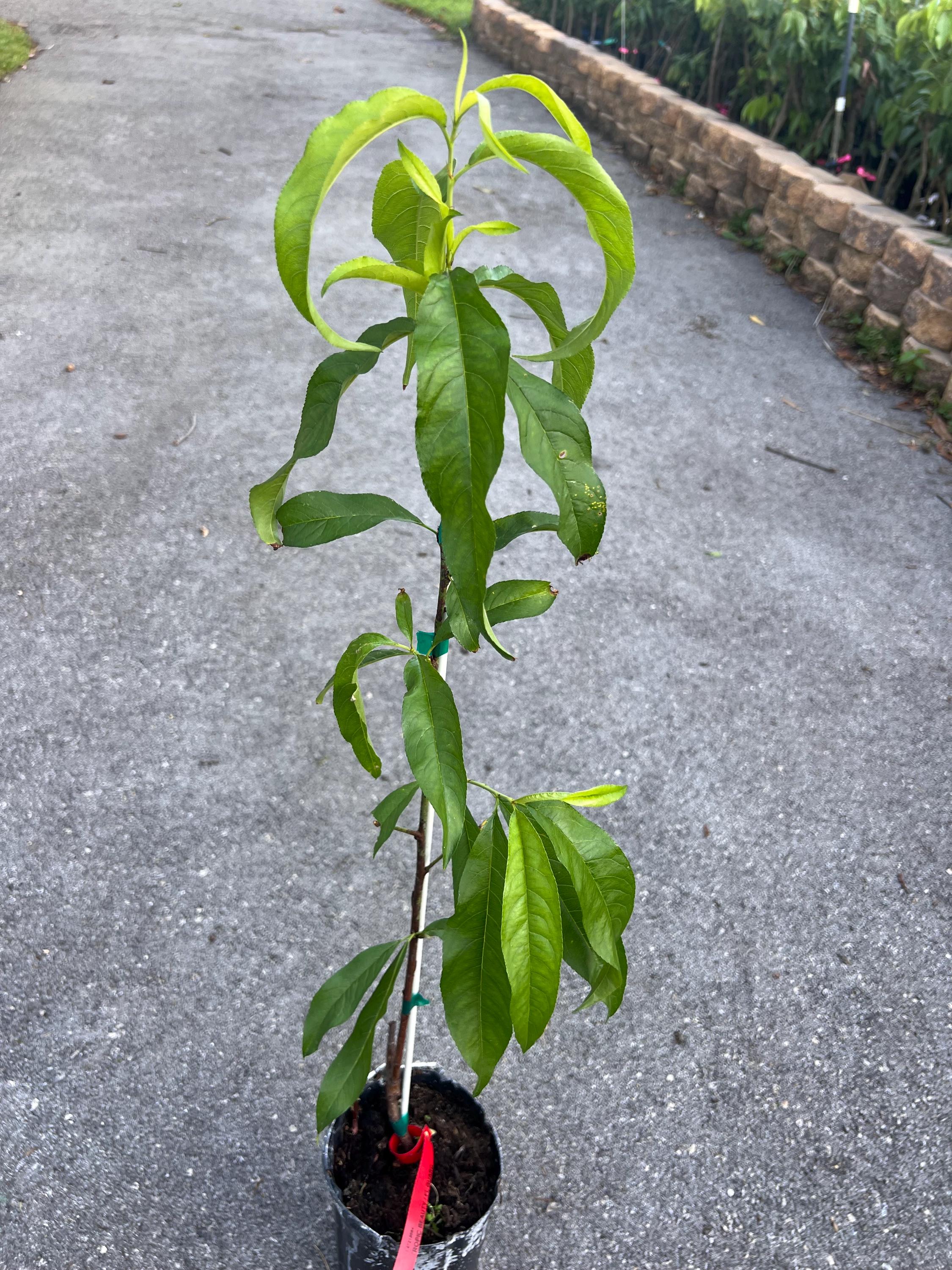 Tropic Beauty Peach Tree in Half Gallon Pot, Grafted - Etsy