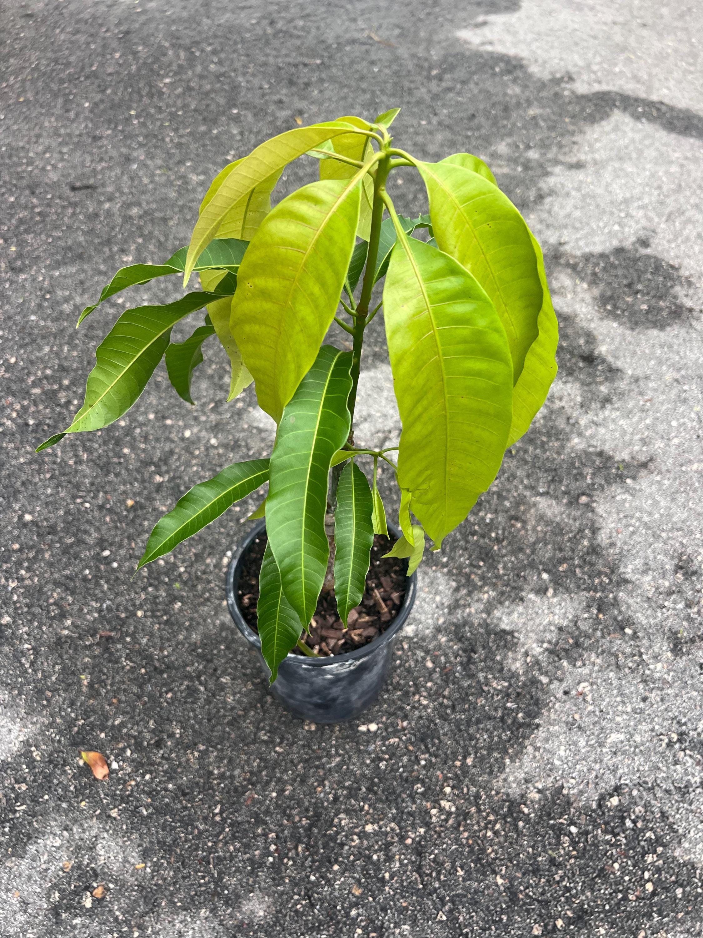 Orange Sherbet Mango Tree. Grafted in 1/2 Gallon Pot, Grafted - Etsy