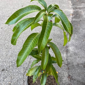 Sugar Loaf Mango Tree. Grafted in 3 Gallons Pot - Etsy
