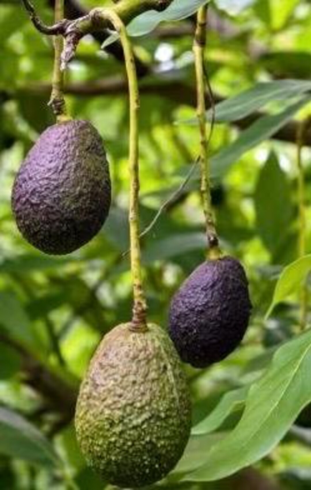 Maria Black Avocado Tree , Grafted in 3 Gallons Pot, No Ship to AK and ...