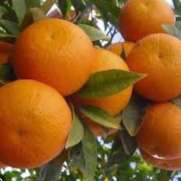 Cara Cara Orange Tree - Etsy