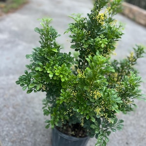 Chinese Perfume Tree, Chinese Rice Flower, in 4", 6" and 10" Pot Aglaia ...