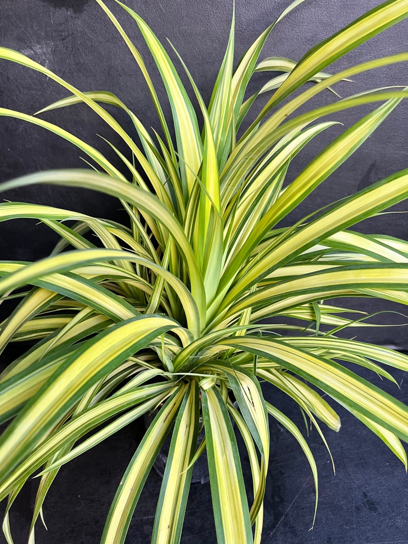Large Pandanus Baptistii Aureus Variegated Dwarf Pandanus in - Etsy