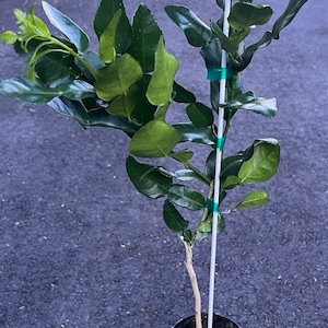 Kaffir Lime Tree - Citrus Hystrix Makrut in 1/2 Gal Pot, Kieffer Lime ...