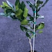 Kaffir Lime Tree Citrus Hystrix Makrut in 1/2 Gal Pot, Kieffer Lime ...