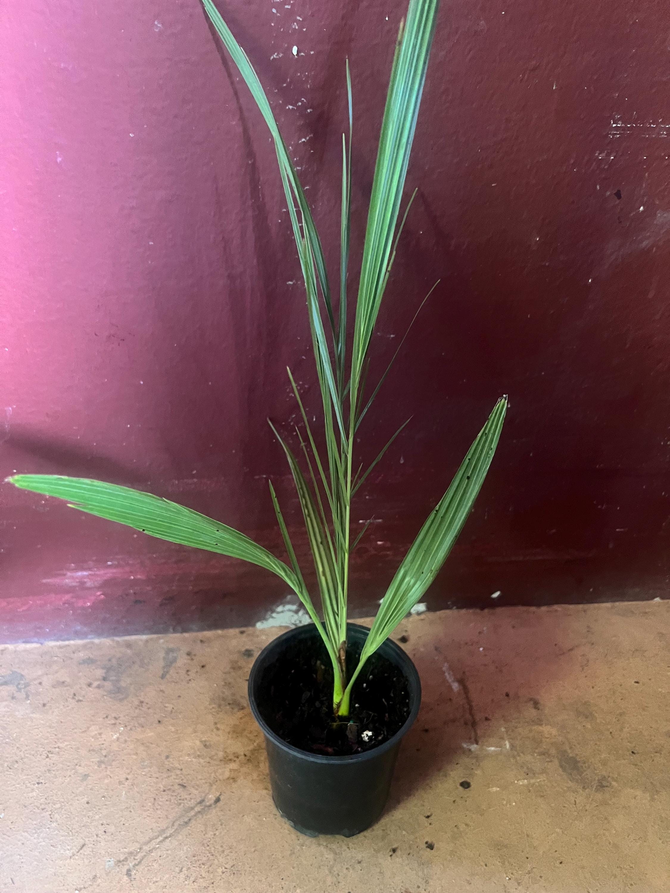 The Canary Palm in 4" Pot, Phoenix Canariensis - Etsy